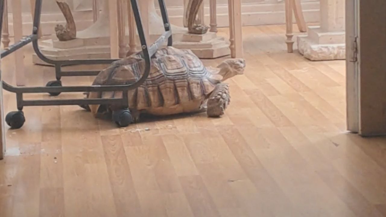 Sulcata tortoise drags a birdcage across the floor and gives the bird a ...