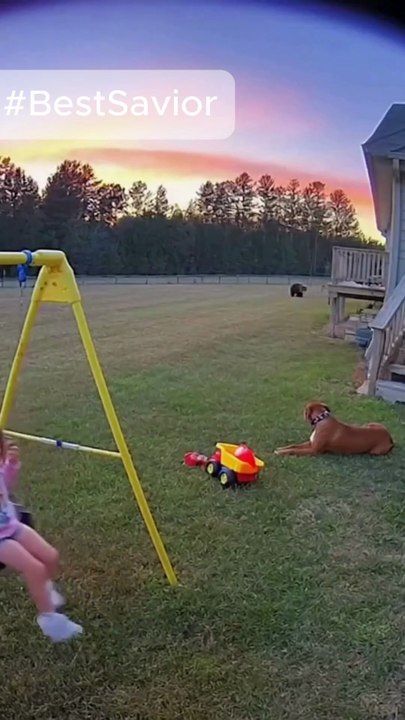 🐾 Brave Dog Saves Child From Bear | Real CCTV & Police Body Cam Footage ...