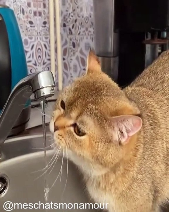 Compilation Ultime de Chats Drôles_1754234130 - Vidéo Dailymotion