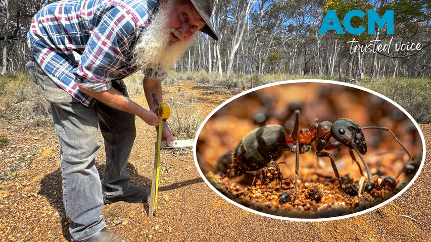 Meat ants on the march: colossal nest discovered near Queanbeyan | The ...