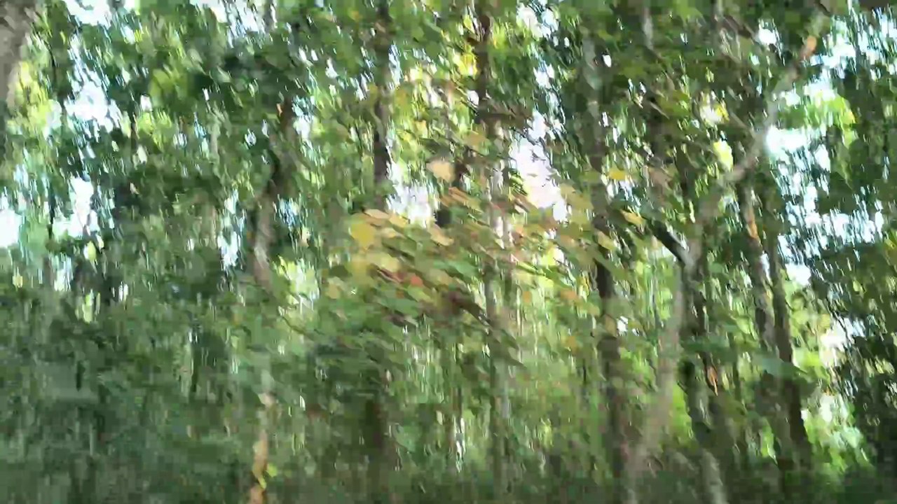 4K Amazon Wildlife: A Stunning Journey Into The World's Largest Jungle ...