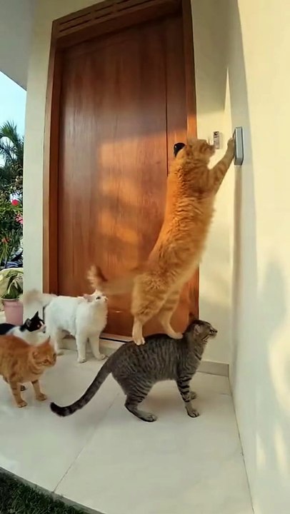 Teamwork Makes the Dream Work! 🐱🚪😂 Smart Cats Opening the Door - Video ...