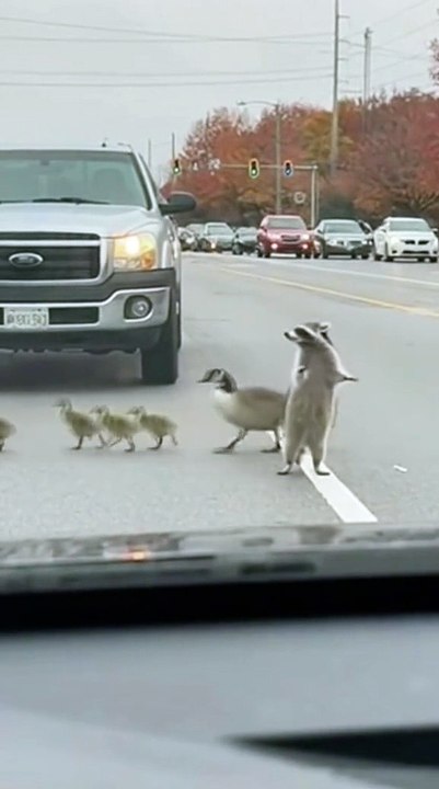 #funny video #shortvideo #viralvideo #funnyadda# - video Dailymotion