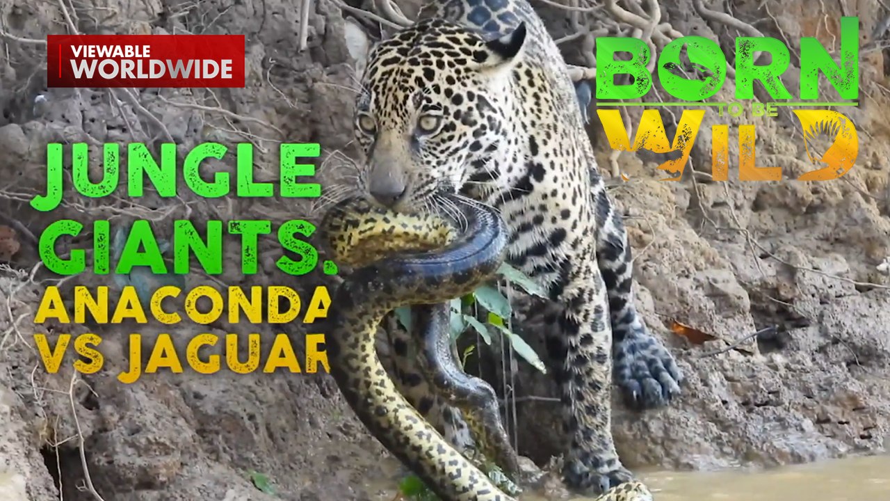 Jaguar vs. Anaconda, sino ang magwawagi? | Born to be Wild - video ...
