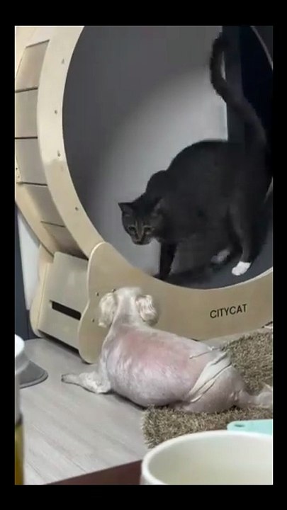 An Average Cat 😂 #funny #cat #dog - Dailymotion Video