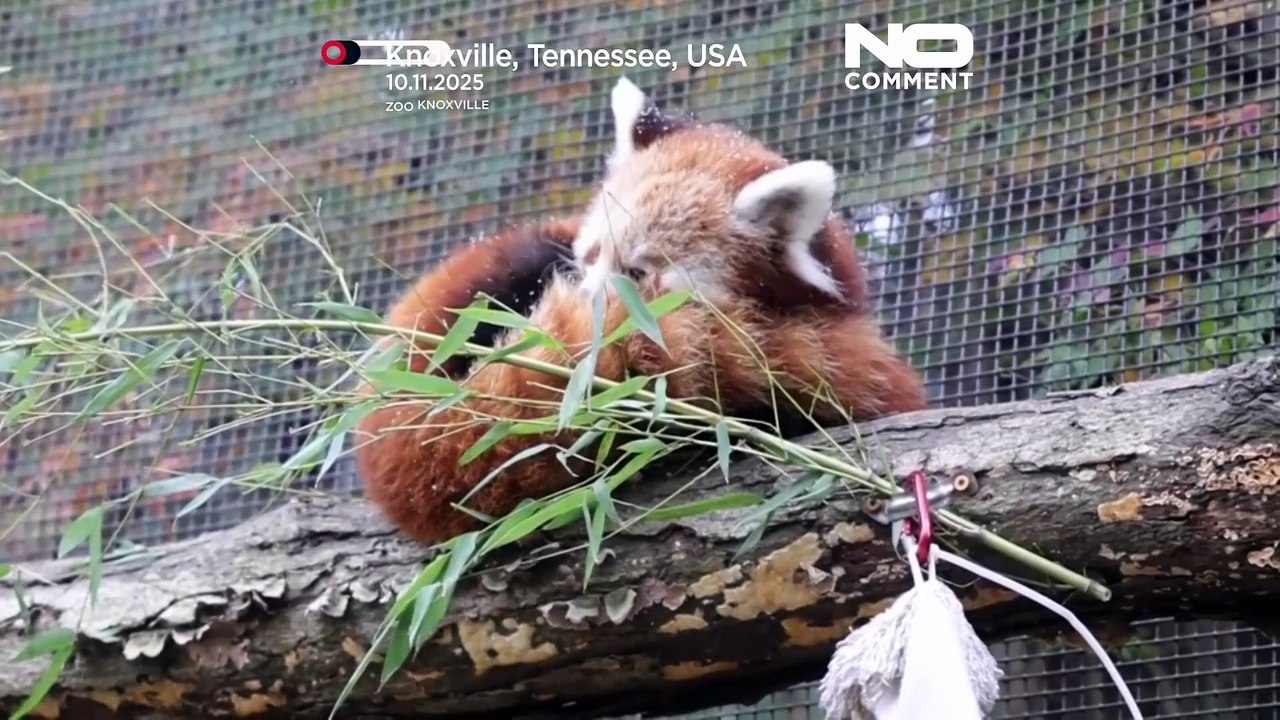 Crías de panda rojo ven la nieve por primera vez en un zoológico de ...