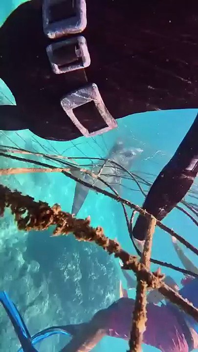 Un requin bouledogue bloqué dans le filet à Boucan Canot 2 - Vidéo ...