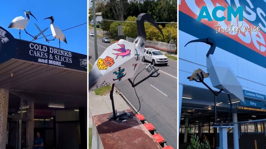 Meet the man behind Queensland’s ‘bin chicken trail’ | The Canberra ...