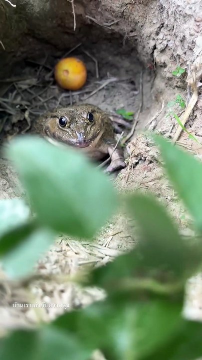 สะดุ้งคักแหน่ #สัตว์โลกน่ารัก - - video Dailymotion