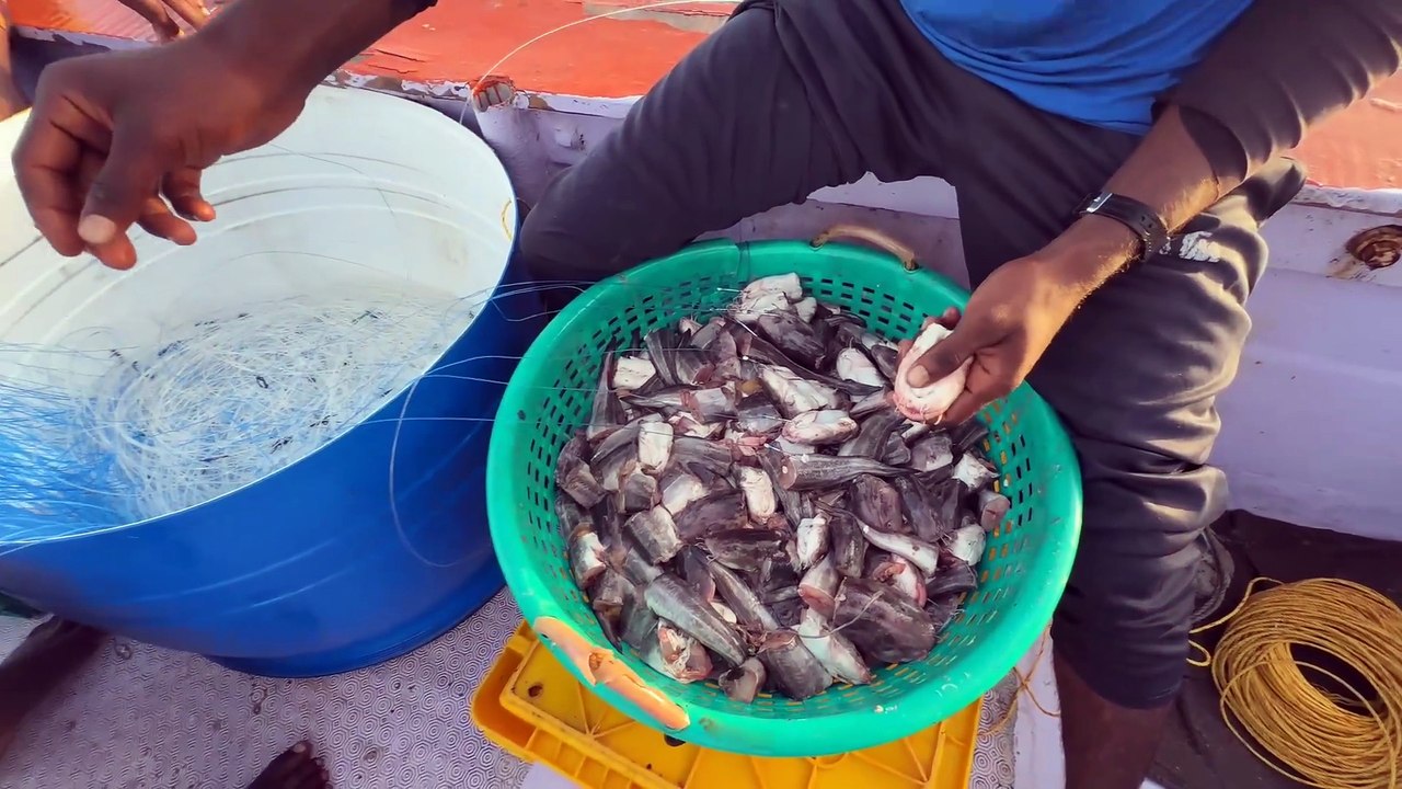 Epic Gulf Fishing Adventure – Catching Monster Fish in Stunning Waters ...