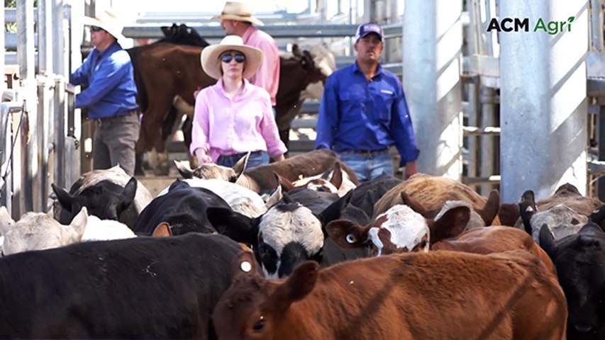 Record yarding at Dubbo saleyards | The Land | NSW