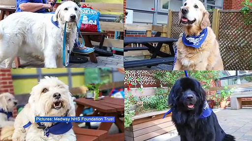 Kent's therapy pets receive new personalised leads to help comfort ...