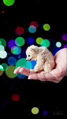 Funny Animals от Bakhtyiar Bakasuulu – Dailymotion