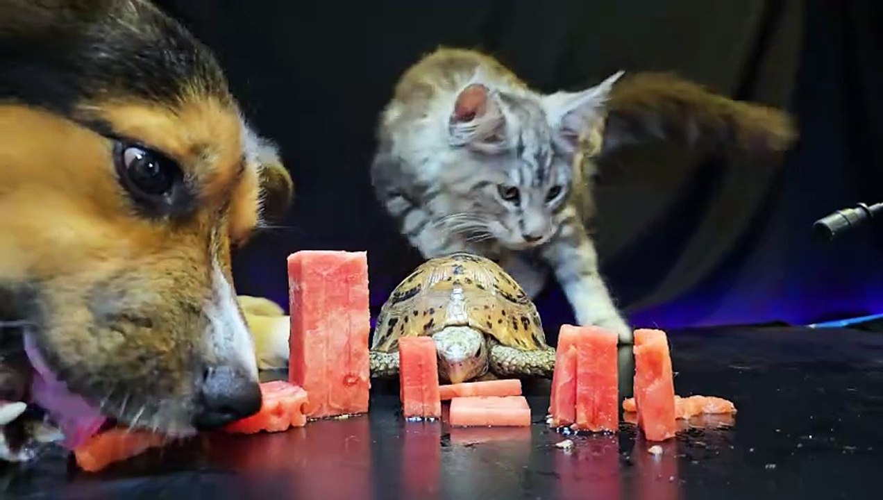 Dog Cat Turtle ASMR Mukbang Eating Watermelon - video Dailymotion