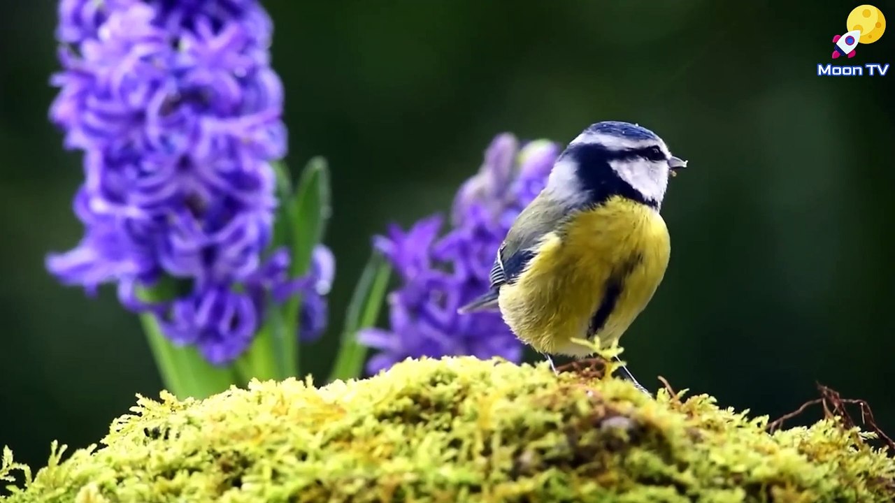 Relaxation Music For Stress Reduction And Relaxation - video Dailymotion