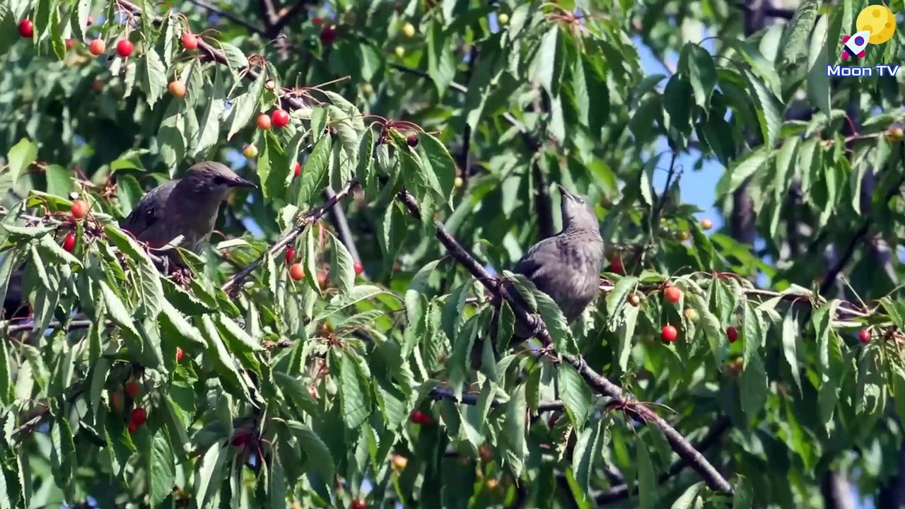 Zen Meditation Music For Relaxation And Inspiration - video Dailymotion