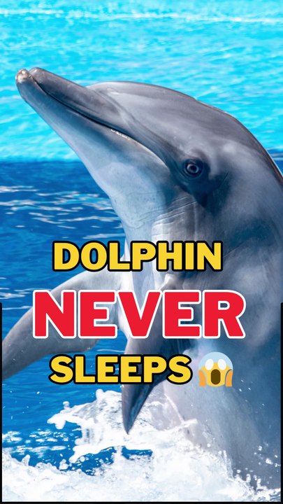 The Animal That Never Sleeps 😱 | Dolphin’s Shocking Survival Secret ...