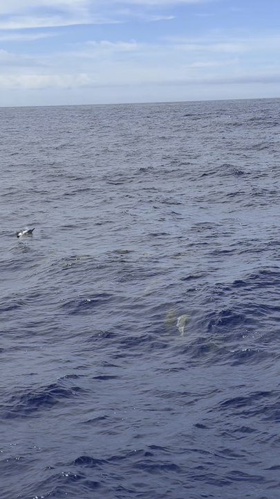 Dolphins 🐬 - Vidéo Dailymotion