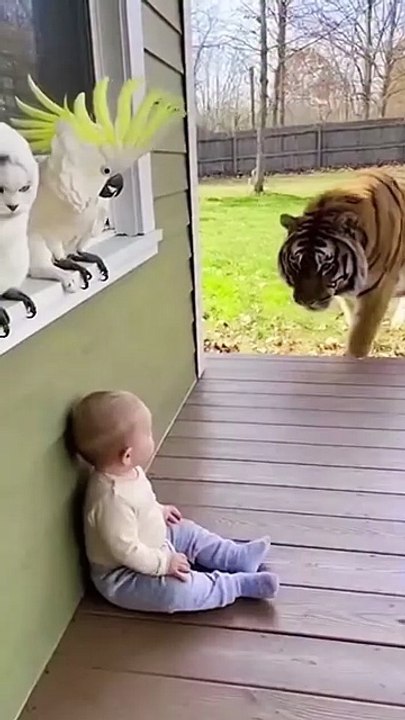 “Brave Cat & Tinny Just Scared a TIGER Away 😳.#talkingparrot #catlovers ...