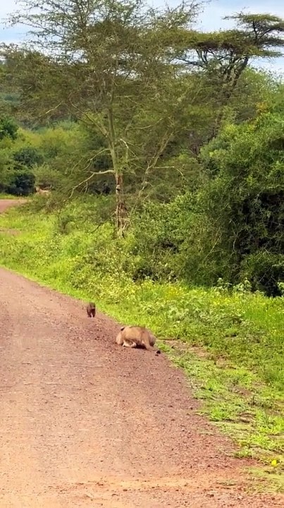 Tiny Warthog's Daring Escape from Lions! 🦁 - video Dailymotion