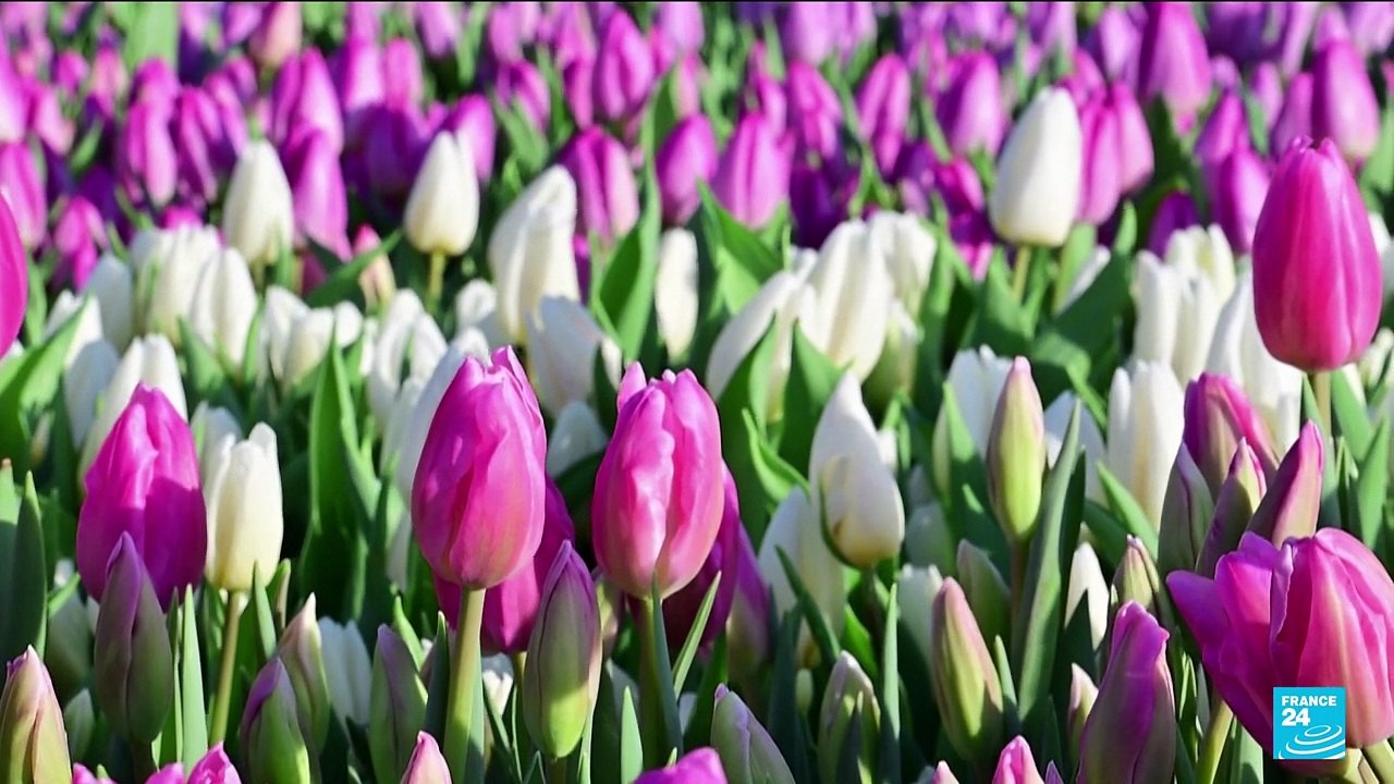 Netherlands ushers in Spring with National Tulip Day celebration ...