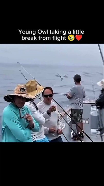 Young_Owl_taking_a_little_break_from_flight_🥹 ️ - video Dailymotion