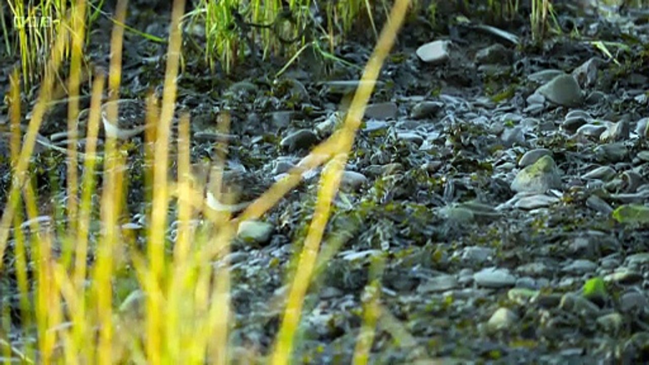 Countryfile - Season 38 Episode 3 - Exe Estuary - Video Dailymotion