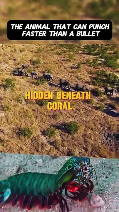 The Animal That Can Punch Faster Than a Bullet - video Dailymotion