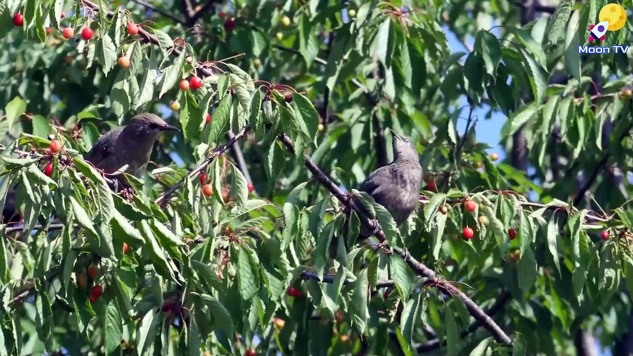 Relaxing Music, Meditation Music, Sleep Music, Calming Music, Healing ...