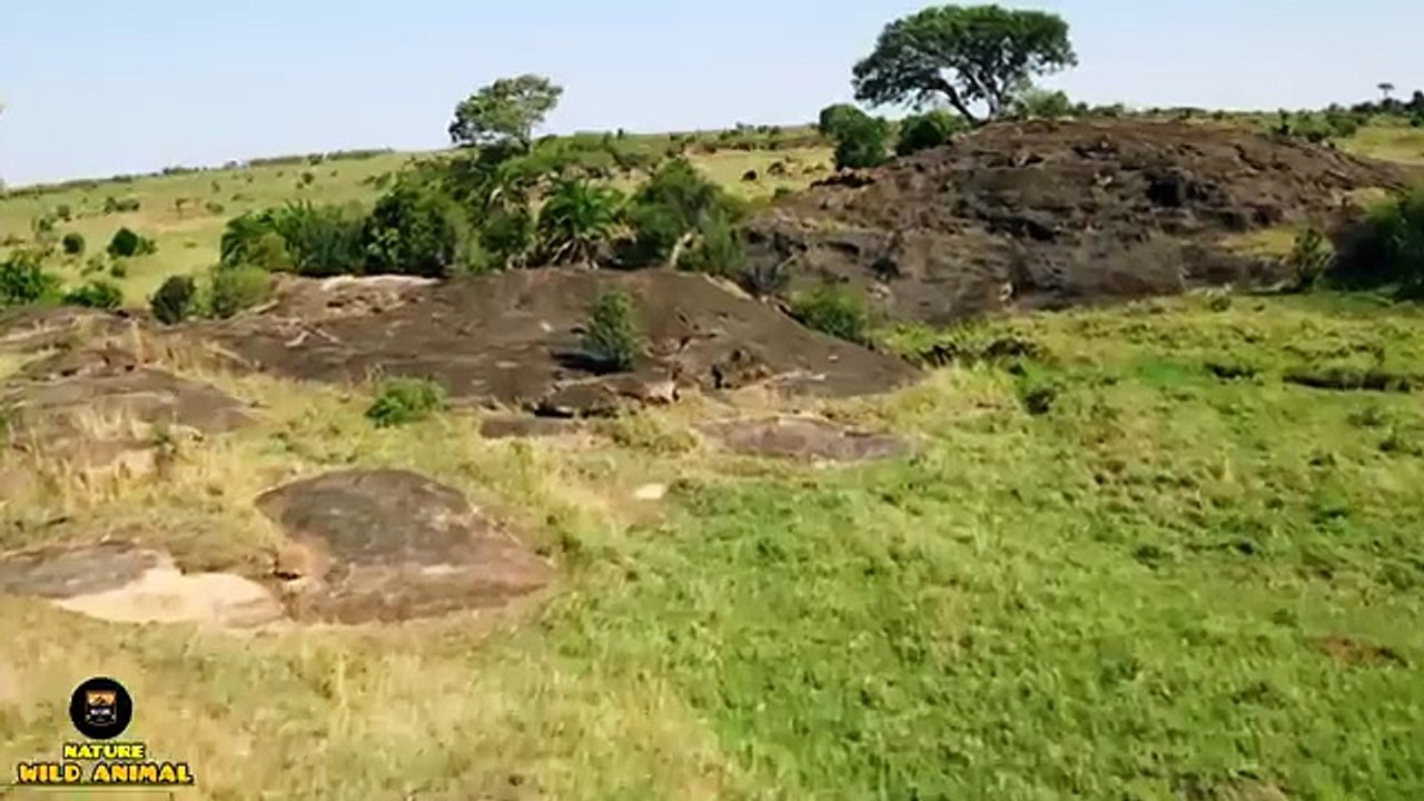LION BROTHERHOOD - Wild Africa - हिन्दी डॉक्यूमेंट्री - Life in the ...