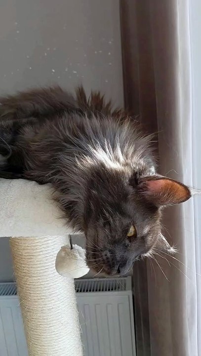 Cat Just Wants To Have Fun :) #cat #fun #playing #funny #funnycat # ...