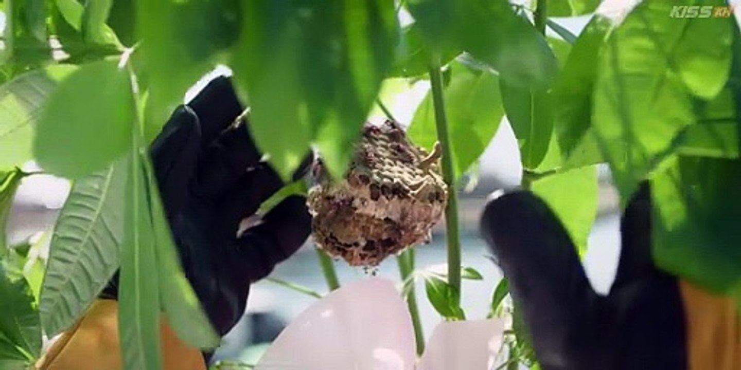 Spring Fever (2026) Episode 4 - video Dailymotion