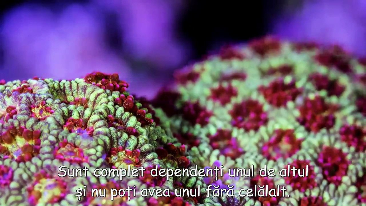 Chasing Coral (2017) Watch HD - video Dailymotion