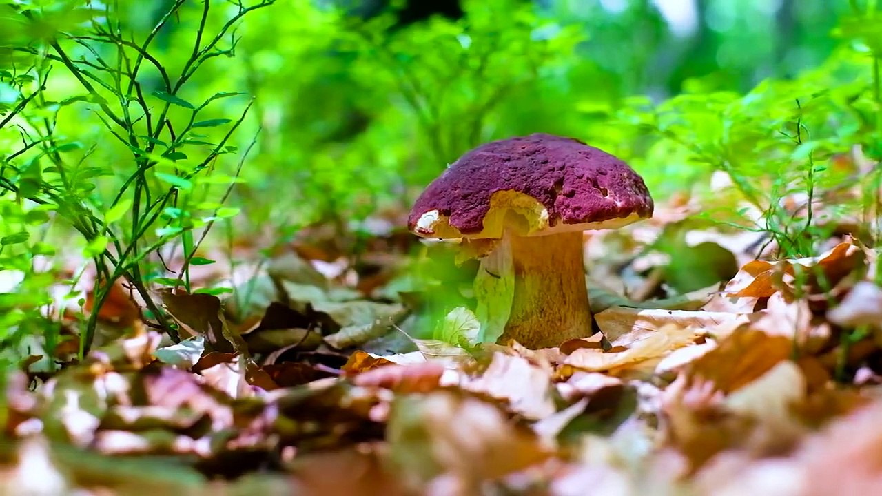 Beautiful Relaxing Music - Peaceful Soothing Instrumental Music, Stress ...