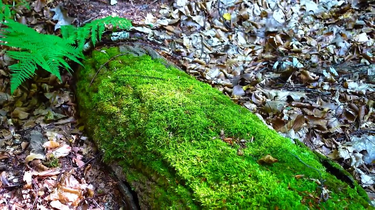 Beautiful Piano Music - Soothing Piano Music For Healing, Meditation ...