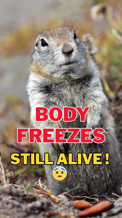 Arctic Ground Squirrel | The Animal That Can Shut Down Its Body - video ...