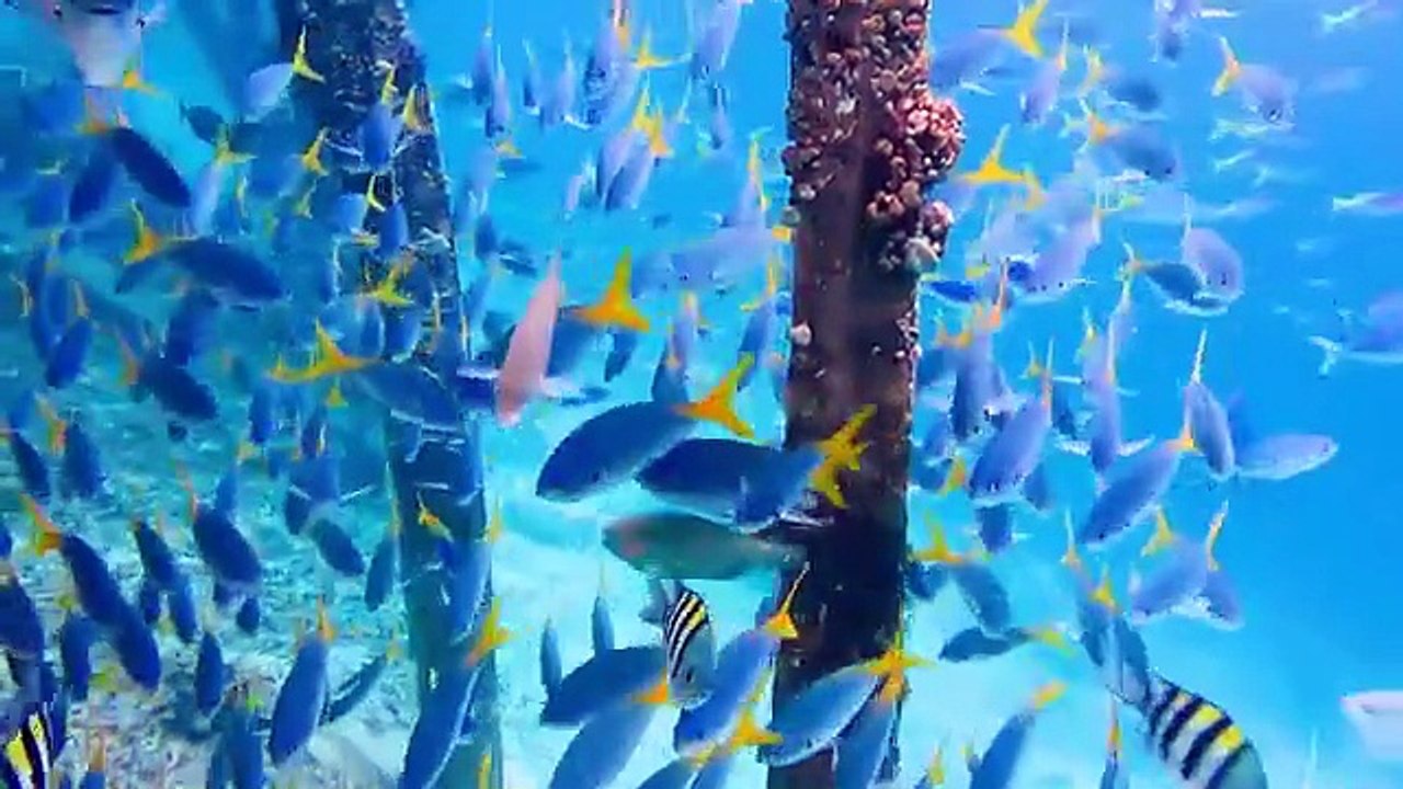 🐑🐶😺🐰🐮🐴🐷🦆🐃 Cute Farm Animals – Lamb, Dog, Kitten, Rabbit, Cow, Horse ...