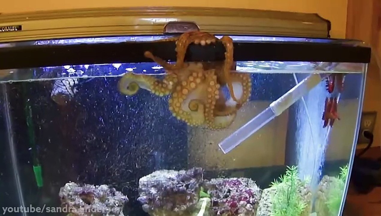 Mark Robers CrunchLabs S01E04 Octopus vs Underwater Maze H 264 - video ...