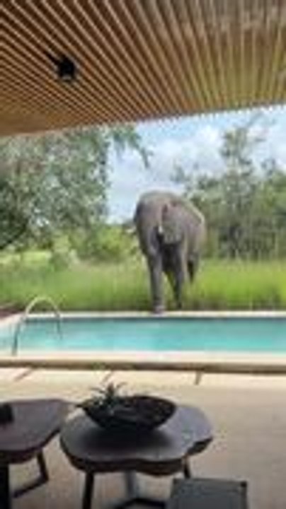 Person Spots Elephant, Reptile, and Rare Bird in Less Than One Minute ...