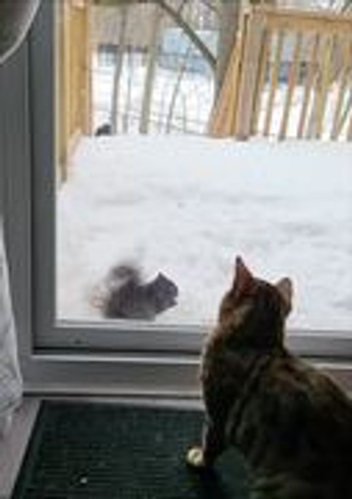 Bengal Cat Watches Squirrel Through Glass Door - video Dailymotion