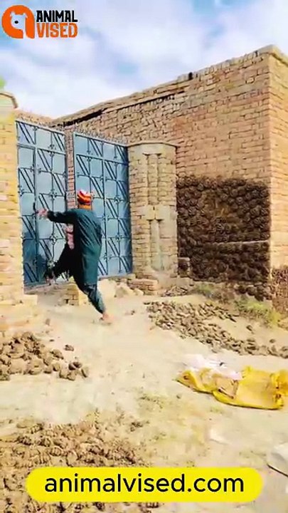 Funny Animal School Chaos 😂📚 | Hilarious Classroom Animal Moments ...