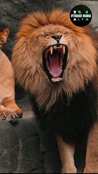 The Harsh Reality of Our Society | Donkey vs Lion Deep Meaning 🧠💔 ...