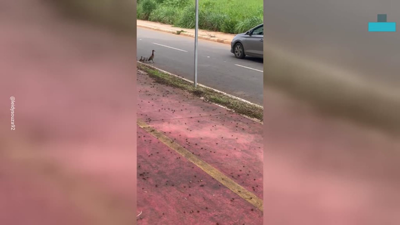 Cute Moment Duck Parents Help Their Ducklings Cross the Road - video ...