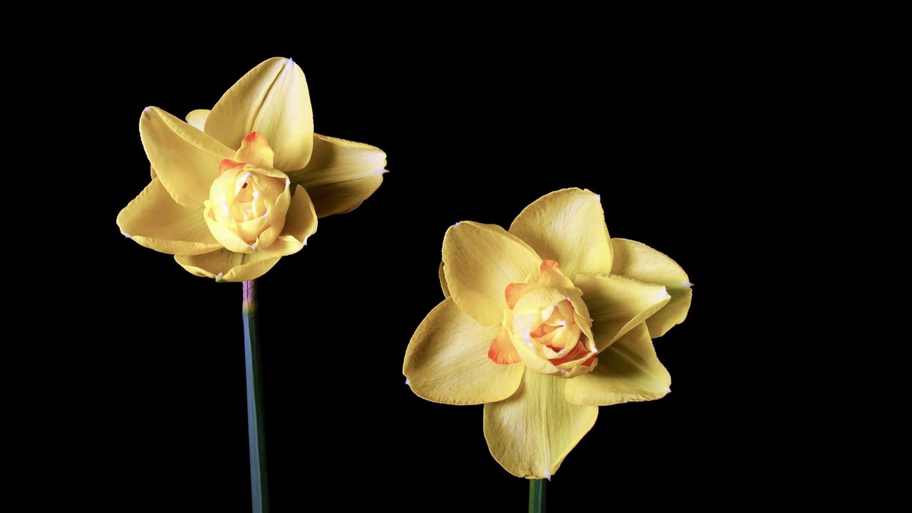 Daffodil flowers - Vídeo Dailymotion