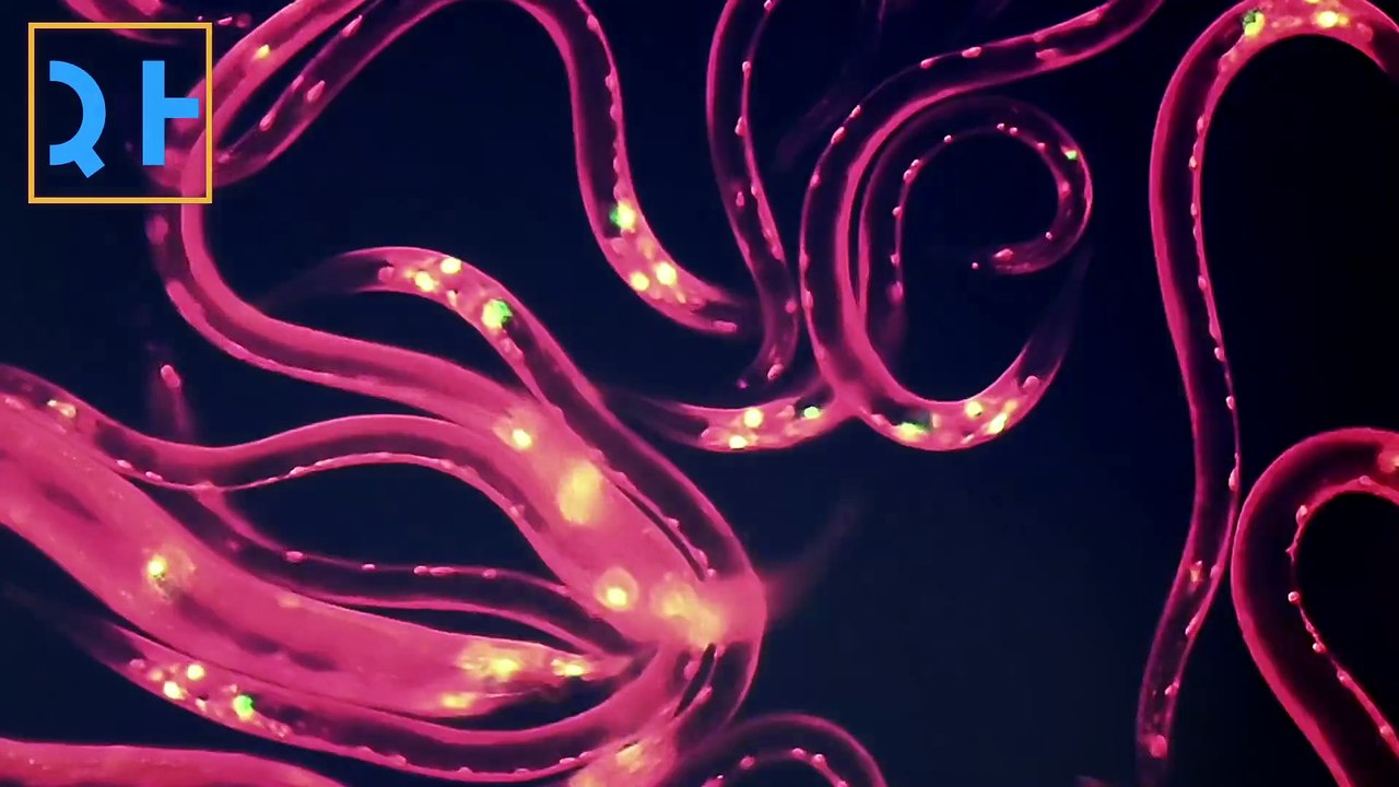 Tiny Worm Flash Mob Caught Under the Microscope - video Dailymotion