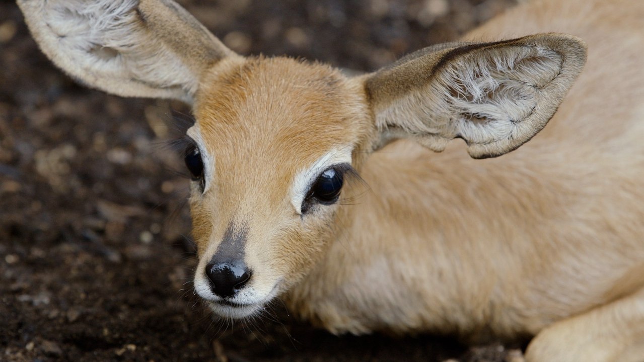A day in the life of caring for hoofed baby animals - Vídeo Dailymotion