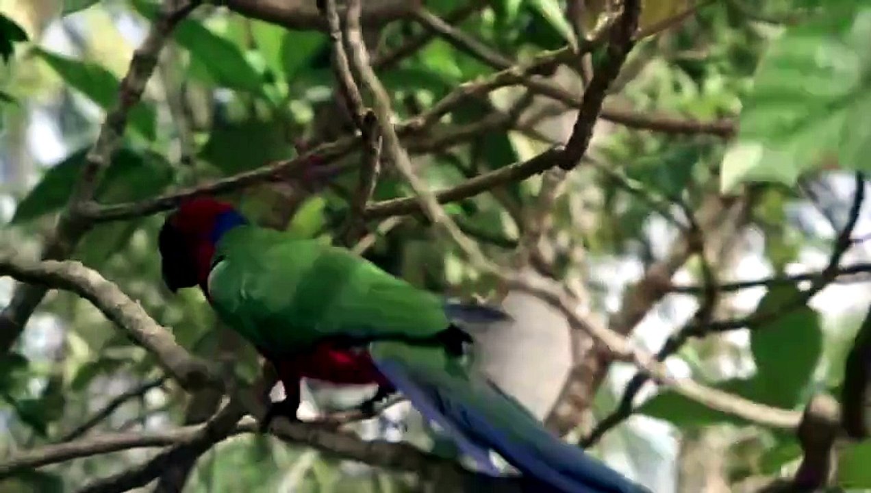 ...프랑스 ...영화 ...The ...Blue ...Lagoon [Full Movie] [Vertical Drama]Full ...