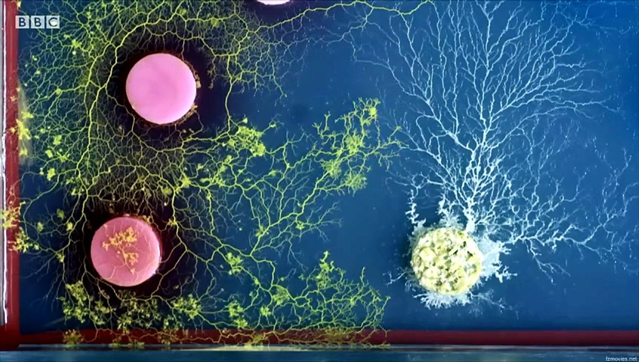 T h e B l o b A G e n i u s w i t h o u t a B r a i n ( 2 0 2 0 ) [Full ...