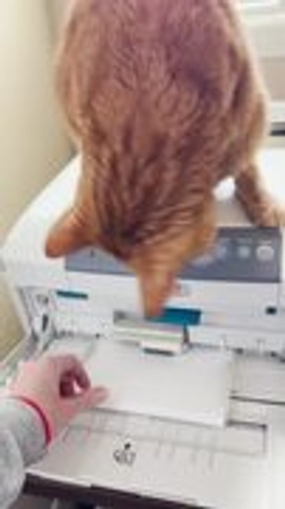 Orange Cat Keeps Trying to Stop Pages Going Into Printer - video ...