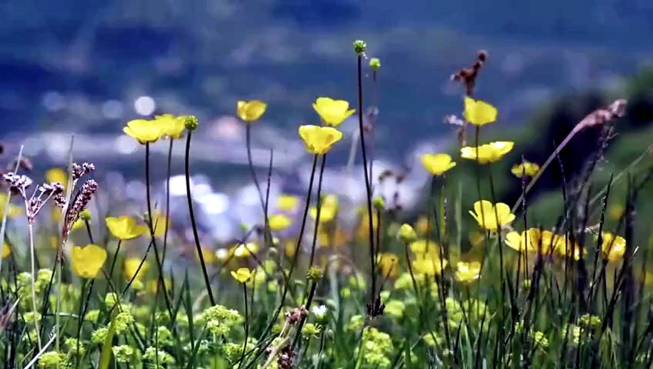 Outlander Season 8 Episode 8 - video Dailymotion